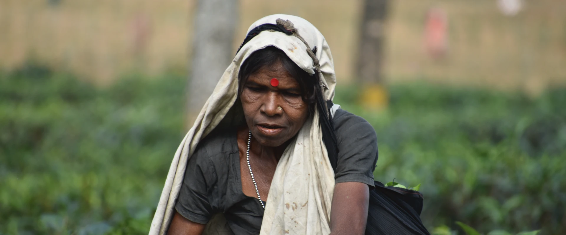 Sreemangal Nature and Cultural Tour
