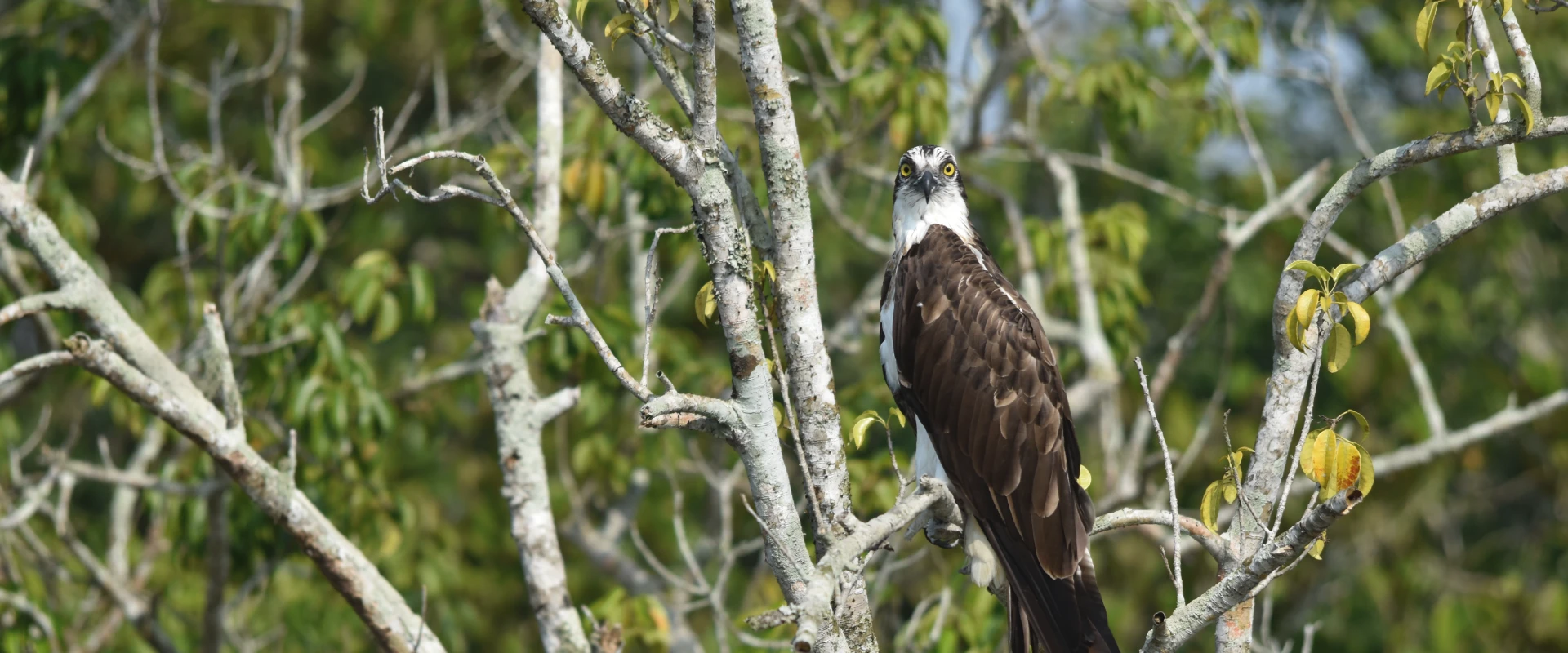9 Days, Best Bangladesh Birding Tour Offer